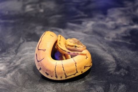 Enchi Lemonblast 50 Het Albino Ball Python By Iloveballs