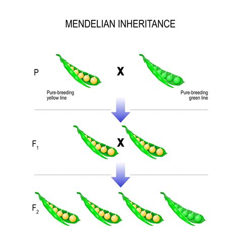 Mendel39s Law Of Segregation Definition Explanation