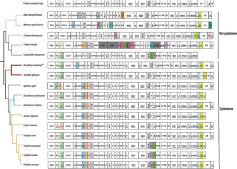 Mitochondrial Genome Organization In Braconidae Referenced With The Download Scientific Diagram