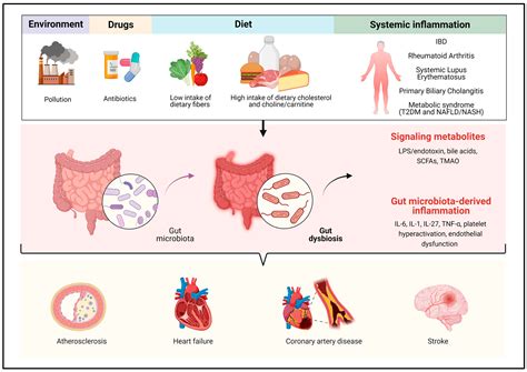 Human Gut Microbiota In Cardiovascular Disease