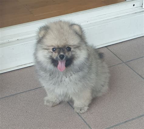 Szpic Miniaturowy Szpic Szczeniak Mały Piesek Warszawa