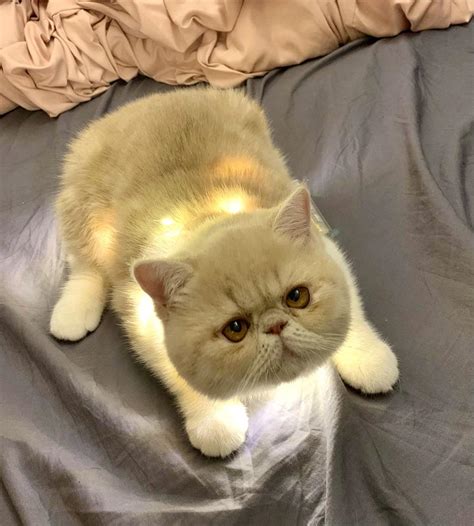 Pikachu Catmas Tree Cats