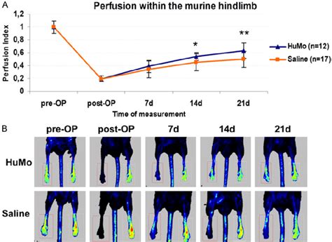 Comparison Of Hind Limb Perfusion Over 21 Days Ldpi Measurements Show