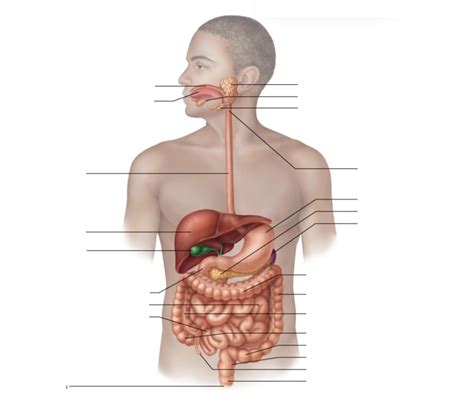 Digestive System Part 1 Diagram Quizlet