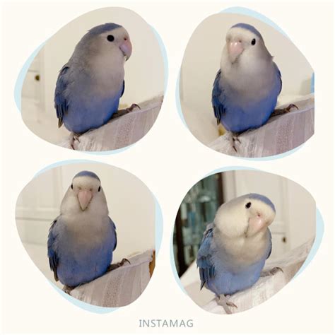 Ks Table阿寶雜貨屋 《在家養尊處優的一隻小鸚》 最近都蓬蓬的，超可愛 ️ 我們家冬瓜又準備要下蛋了⋯