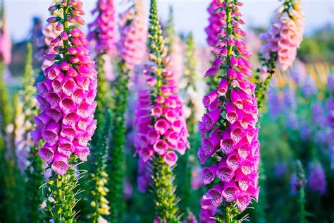 How To Grow Foxglove Tips For Healthy Plants And Vibrant Flowers