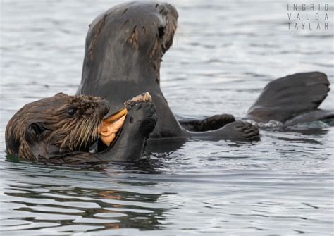 Southern Sea Otter Food Choices Ingrid Taylar Foto