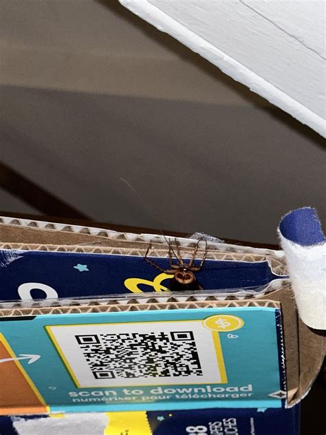 Common Roach Or… R Whatsthisbug