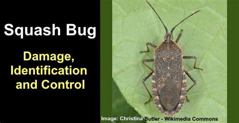 Squash Bug Vs Stink Bug