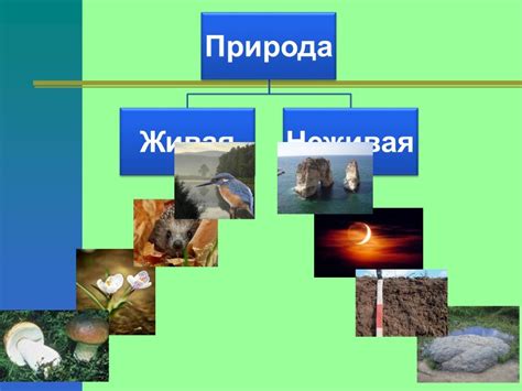 Живая и неживая природа единое целое конспект урока 5 класс биология ЕдиныйУрок дети