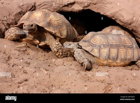 African Spurred Tortoise Habitat