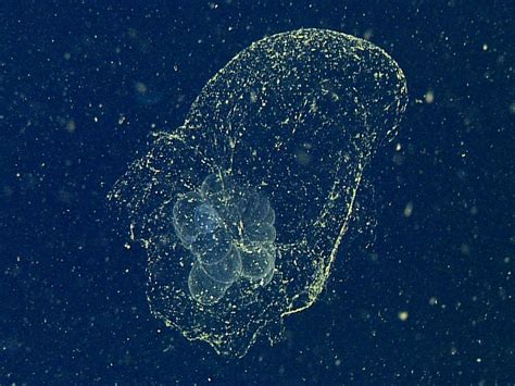Mythical Sea Blob Finally Spotted A Century After Its Discovery Live Science