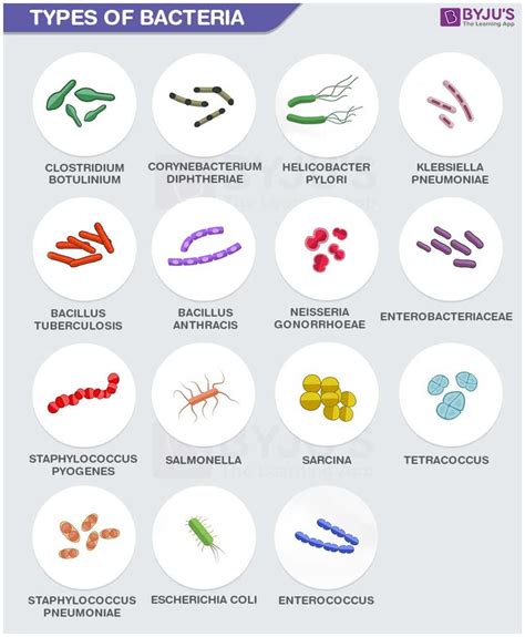 Types Of Bacteria 89 фото