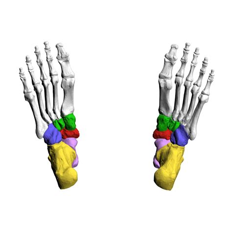 Tarsals Bone Structure Articular Surfaces Function Movement