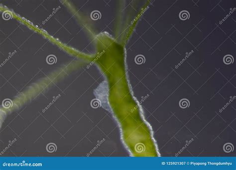 Hydra Under The Microscope For Education Stock Image Image Of Macro