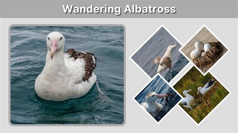 21 Types Of Albatrosses Different Species Identification