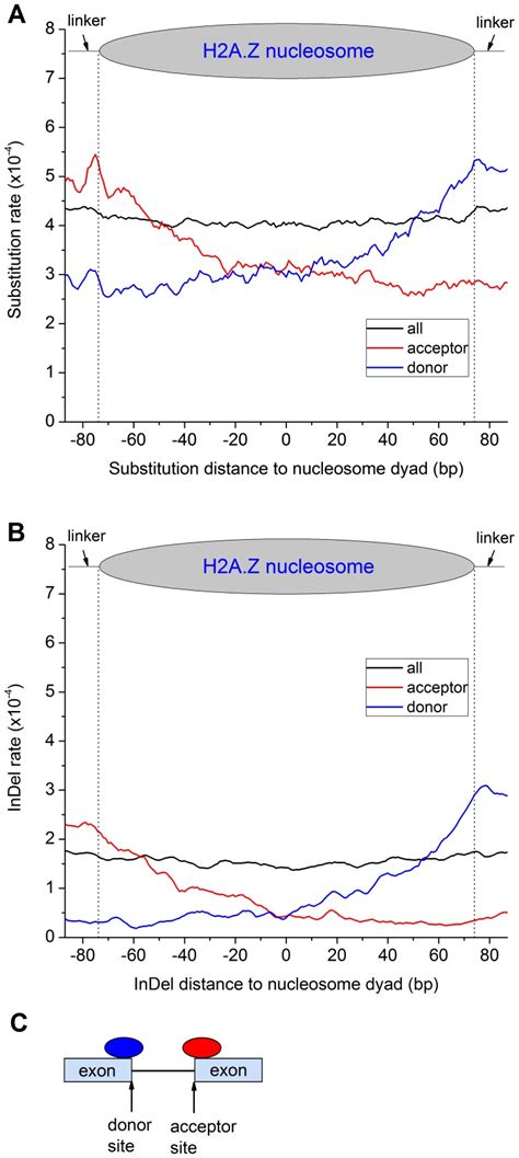 The Substitution A And Indel B Rates Increase From The Exonic End
