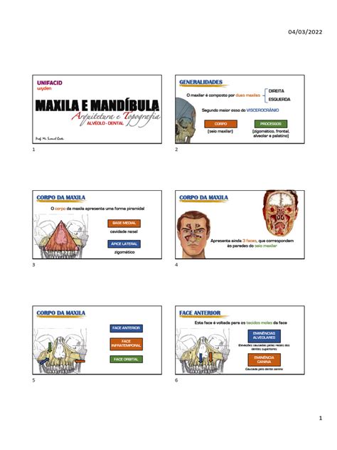 Maxila E Mandíbula Pdf Morfologia Biologia Anatomia Humana