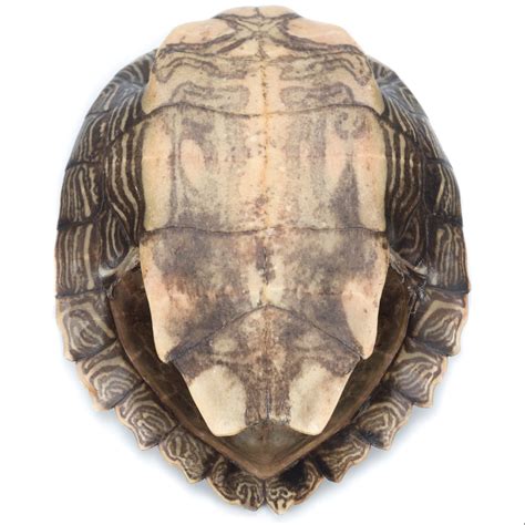 Turtle Shell Side View
