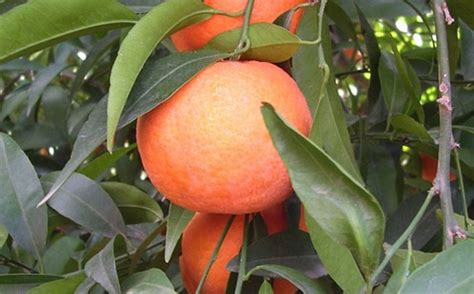 Pepiniere Mabrouka Tunisie Cassar