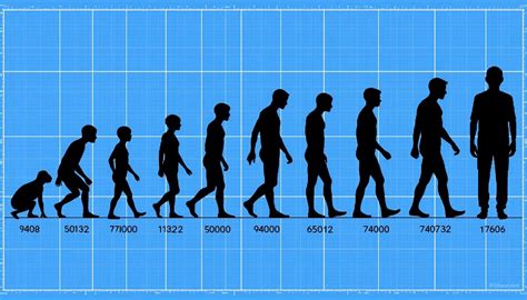 Free Human Evolution Timeline Image Evolution Timeline Silhouettes