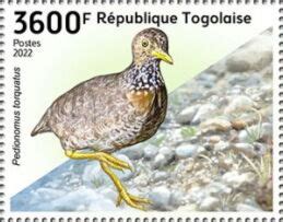 Stamp Plains Wanderer Pedionomus Torquatus Togobirdpex 9 2022