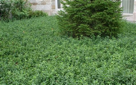 Coloratus Purple Winter Creeper 18 Count Flat Of 4 Pots