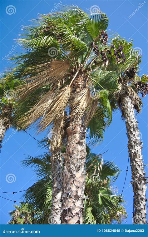 Palm Tree In The Wind Stock Image Image Of Trees Wind 108524545