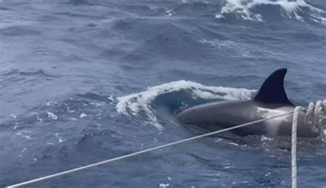 Researchers May Know Whats Behind The Weird Orca Attacks