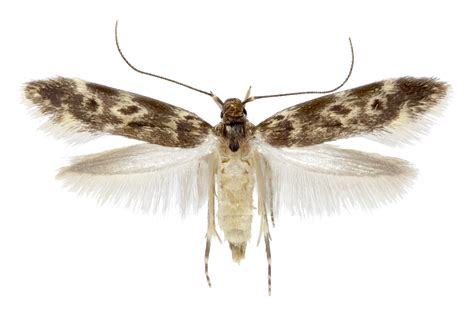 This Camouflaged Critter Wears Severed Insect Body Parts Like A Coat