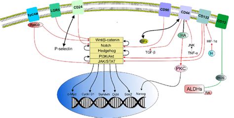 Association Between Surface Markers And Promotion Of Cscs Stem Like Download Scientific Diagram