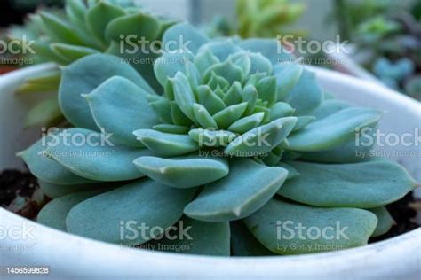 푸른 잎을 가진 에케베리아 장미 클로즈업 출판 포스터 달력 게시물 화면 보호기 벽지 엽서 배너 표지 웹 사이트를 위한 화분에