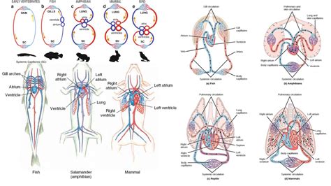 Vertebra Definition Structure Development Biology Notes Online