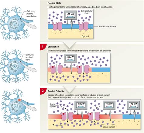 124 The Membrane Potential Of A Neuron Is Determined By Differences