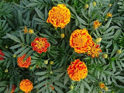 How To Grow And Care For Marigold Flowers Tagetes Florgeous