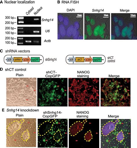 Profiling The Long Noncoding Rna Interaction Network In The Regulatory Elements Of Target Genes