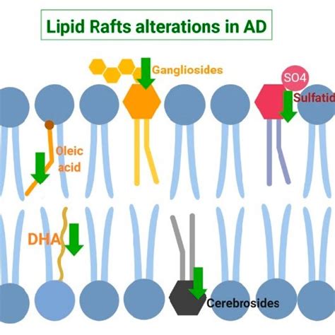 Schematic Summary Of Lipid Raft Alterations In Parkinsons Disease