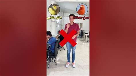 چه رنگ قناری رو با هم جفت بزنیم ؟ رنگ مناسب قناری برای جفت گیری Youtube