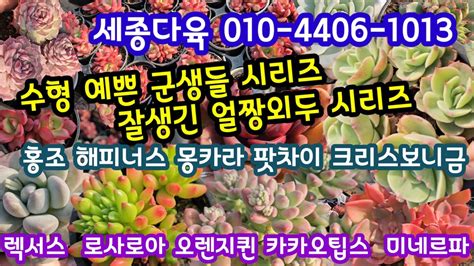 다육이 쇼핑 🛍 2523 세종다육 010 4406 1013🌸군생도 예쁘고 외두도 더 예쁘고 가격은 더더 예쁘네요~👌 Youtube