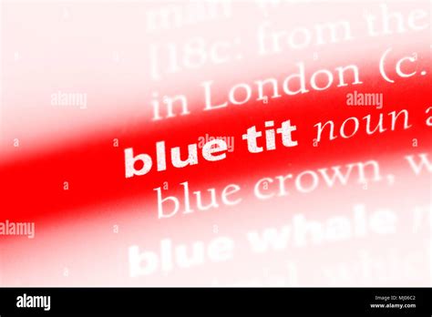 Blue Tit Word In A Dictionary Blue Tit Concept Stock Photo Alamy