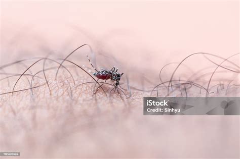 클로즈 업 애 데 아 이집트 티 인간의 피부에 일반적인 집 모기 혈액 인간을 빠는 애 들 이집트 티 가득 찬에 대한 스톡 사진 및 기타 이미지 Istock