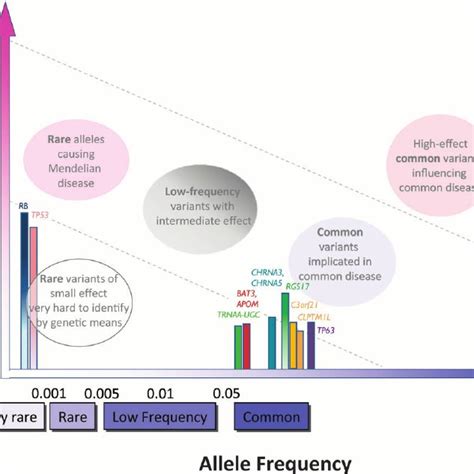Allele Frequency And Effect Sizes For Genetic Variants Associated With Download Scientific