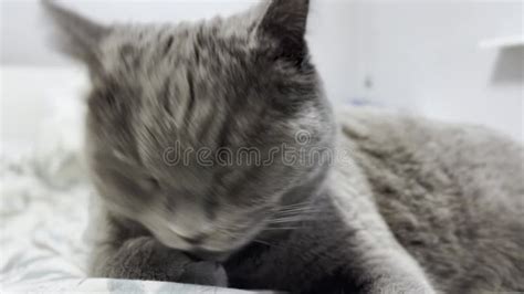 The Grey Cat Is Lying On The Bed And Licking His Paws Cat Is Getting