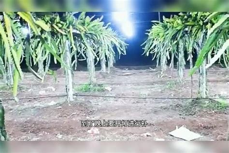 壁虎不在窝里下蛋为什么要跑到火龙果里下蛋 窝里 壁虎 火龙果