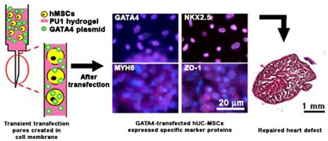 Effective Naked Plasmid DNA Delivery Into Stem Cells By Microextrusion