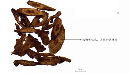 黄芩 药典中药识别 医学
