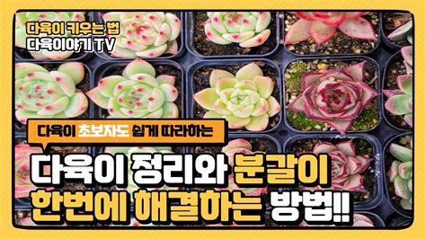 다육이 초보도 쉽게하는 다육식물 정리와 분갈이 한번에 해결하는 방법 Youtube