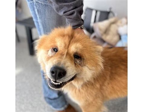 Monticello Ia Chow Chowpointer Meet Cinnamon Apple A Pet For