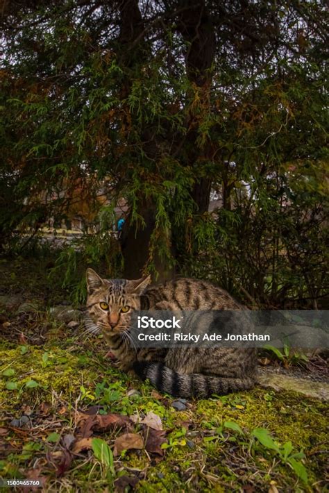 일본 길 잃은 고양이 야생 고양이는 일본에서 땅 옆에 편안하게 앉아있었습니다 0명에 대한 스톡 사진 및 기타 이미지 0명 거리 고독 부정적인 감정 표현 Istock