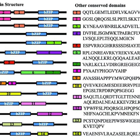 Conserved Bzip Domains And Additional Conserved Motifs Present In Download Scientific Diagram